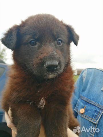 Щенок в добрые руки