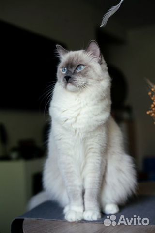 Вязка с котом Регдолл(Ragdoll)