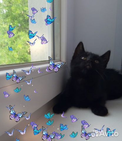 Котёнок магический