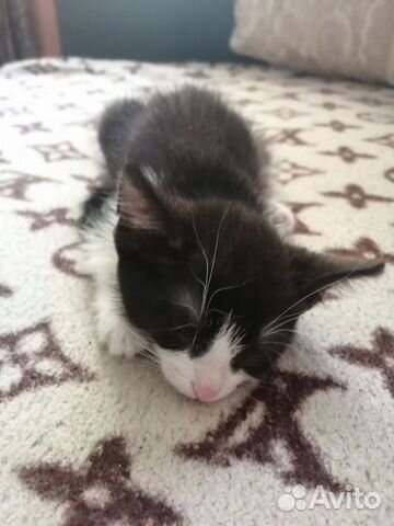 Кошка в дар бесплатно