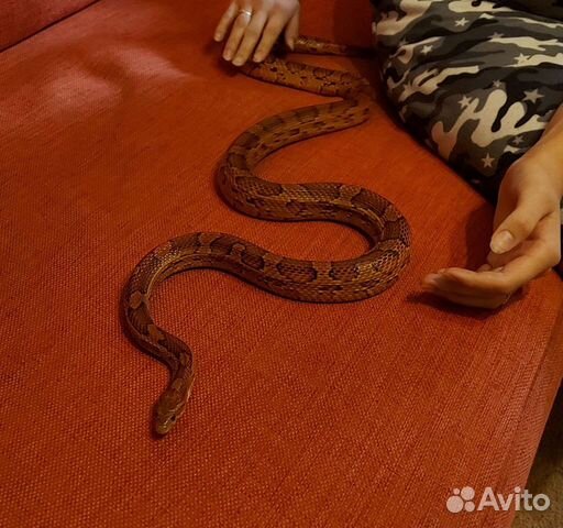 Маисовый полоз