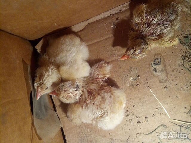 Цыпленок суточный, брама изабелла