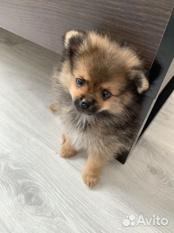 Померанский Шпиц мини