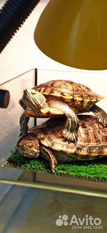 Красноухая черепаха бесплатно