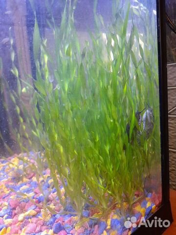 Аквариумное растение валиснерия