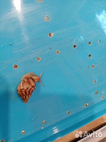 Улитята ахатин в добрые руки