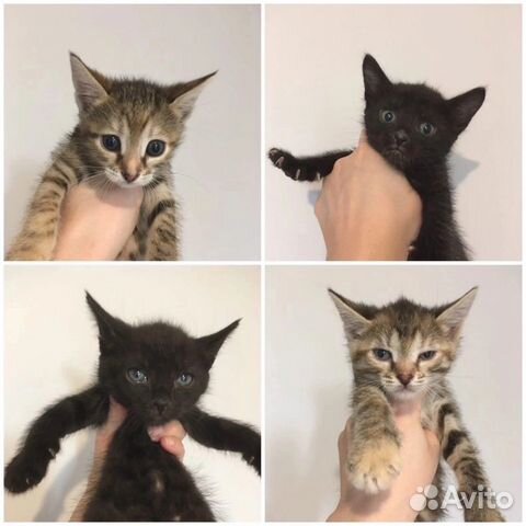 Котята в добрые руки