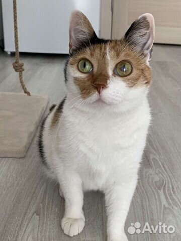 Трехцветная кошка в добрые руки