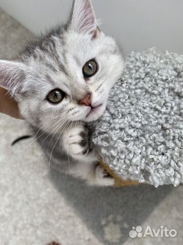 Шотладская кошечка