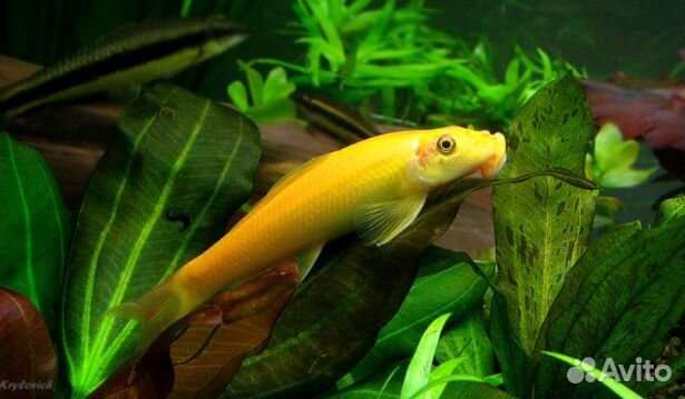Сом гиринохейлус золотой лисичка