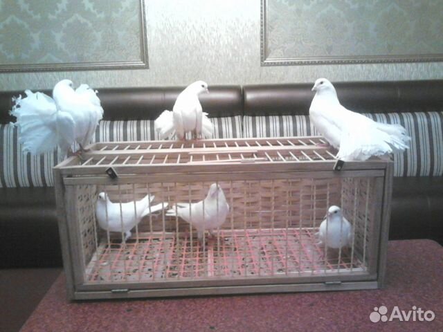 Аренда/ Продажа голубей
