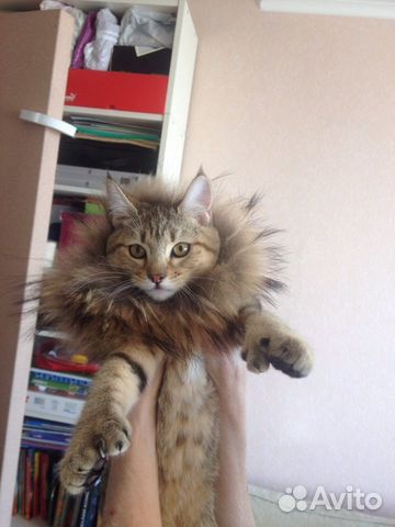 Котята пиксибоб ждут вас