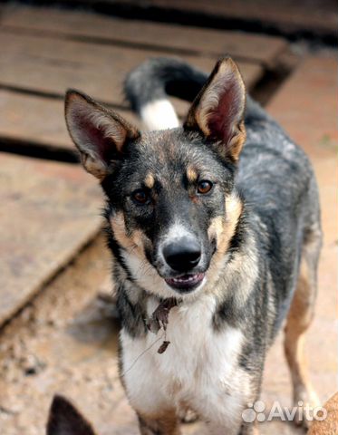 Айша - отличная собака-друг в добрые руки