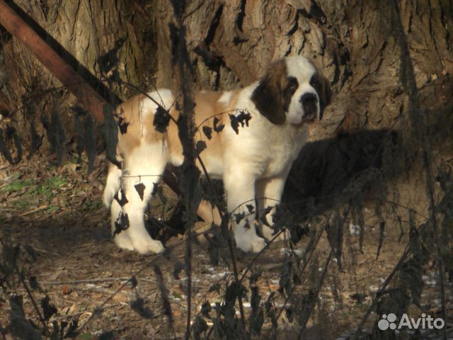 Мальчик сенбернарчик