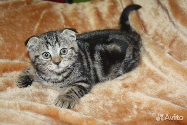 Шотландский мраморная котик и кошечка
