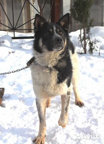 Сима - Серафима в поисках семьи