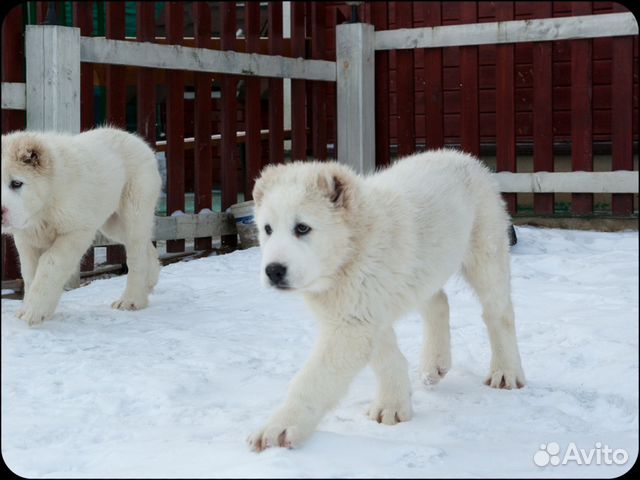 Кобели алабаи 3 месяца