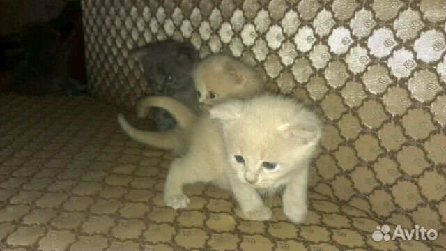 Котята - шотландцы