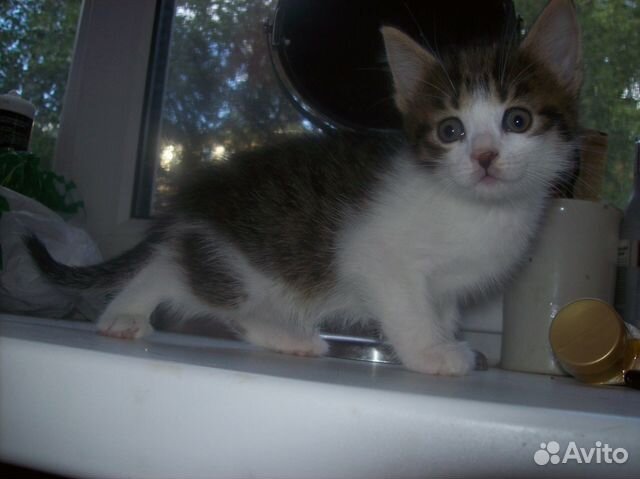 Самые лучшие котята