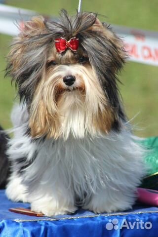 Высокопородные щенки бивера