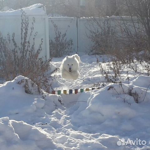 Продам щенка самоеда