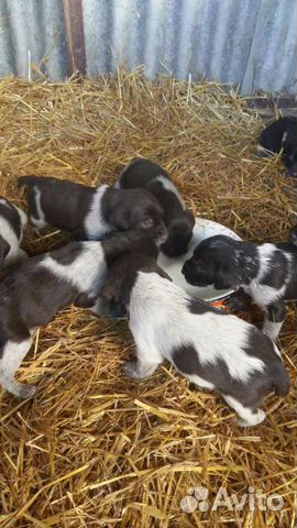 Щенки драатхара