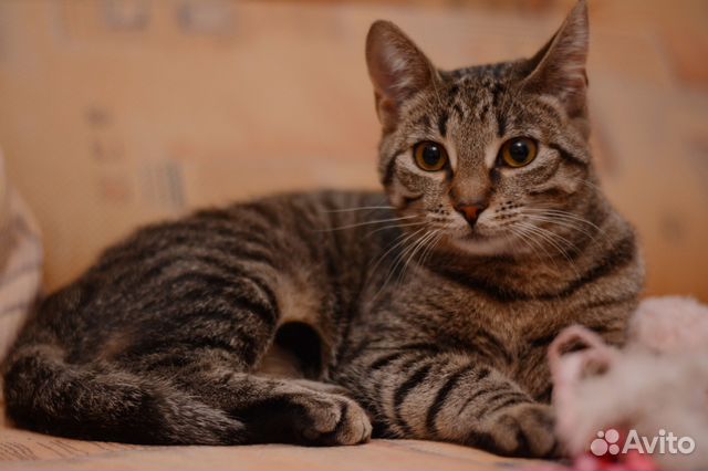 Мусенька в добрые руки