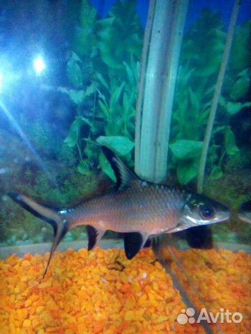 Акулий балу