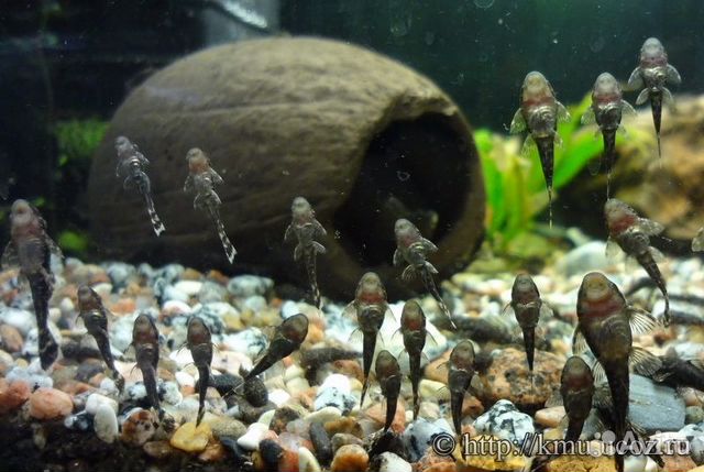 Подростки анциструса