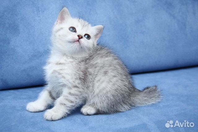 Британские котята вискас окрас