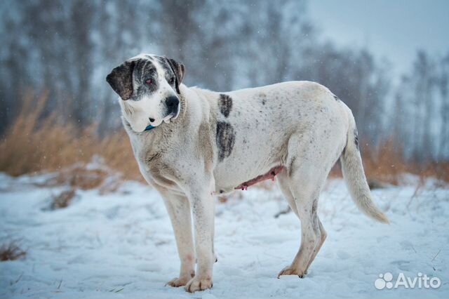 Изольда - эксклюзив в дар