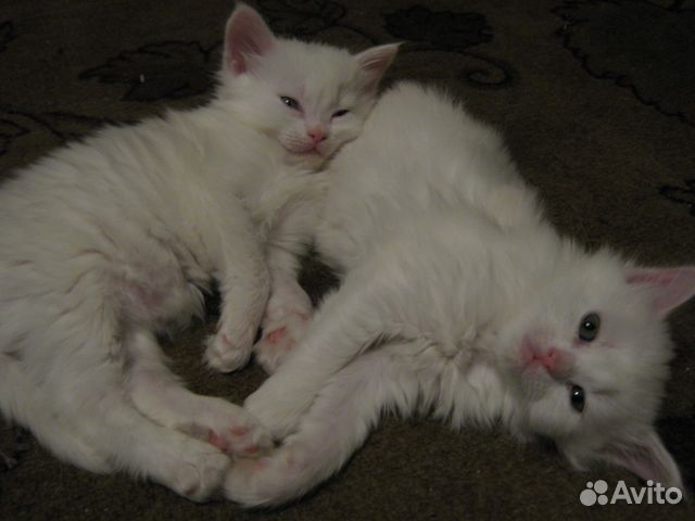 Турецкая ангора девочка 1,5 мес