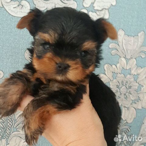 Щенки йорка