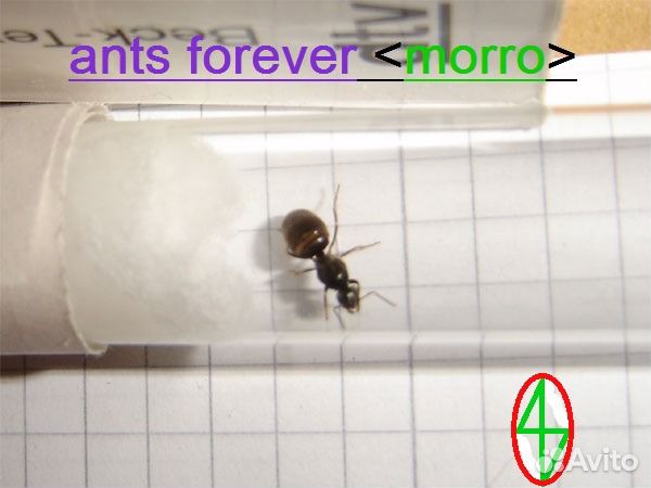 Матка lasius niger колонии и с располодом