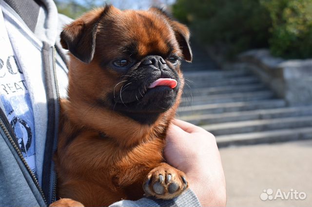 Мальчик Пти Брабансон ищет девочку для вязки