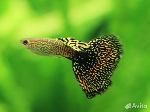 Гуппи кобра-неон