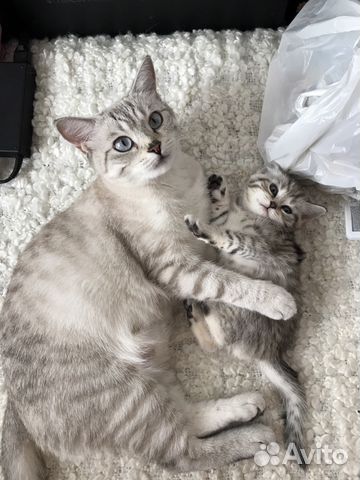 Котята шотландские