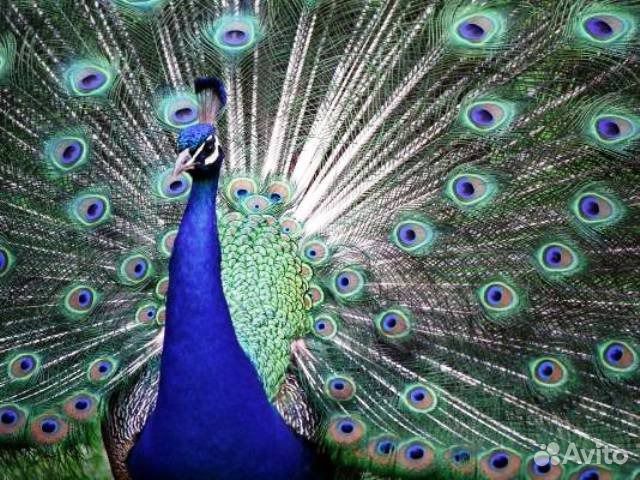 Продам павлина самца