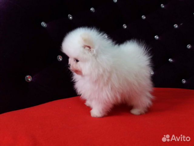 Шпиц (прям очень мини мини)