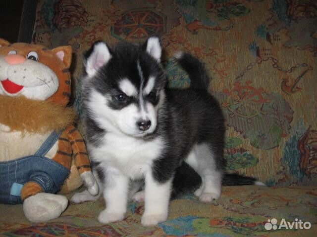 Щенки сибирской хаски
