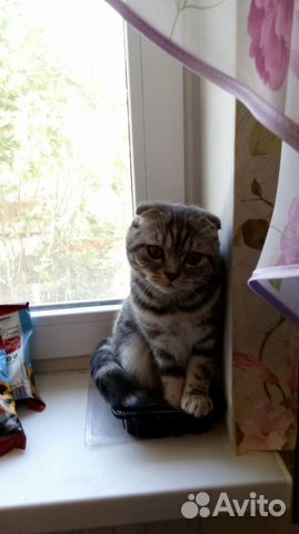 Вязка с котом