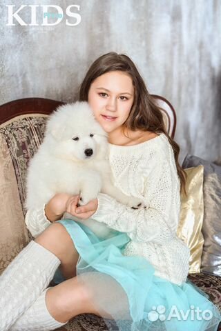 Щенки самоеда