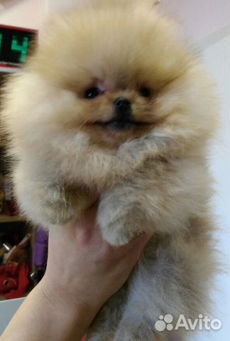 Цвергшпиц мальчик