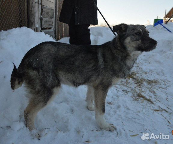 Щенок - грустный гномик ищет дом