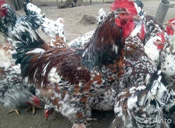 Породистые петухи и куры