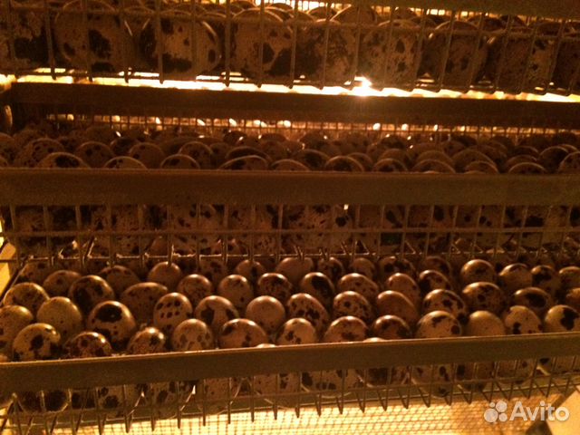 Инкубационные яйца перепелов и другой птицы