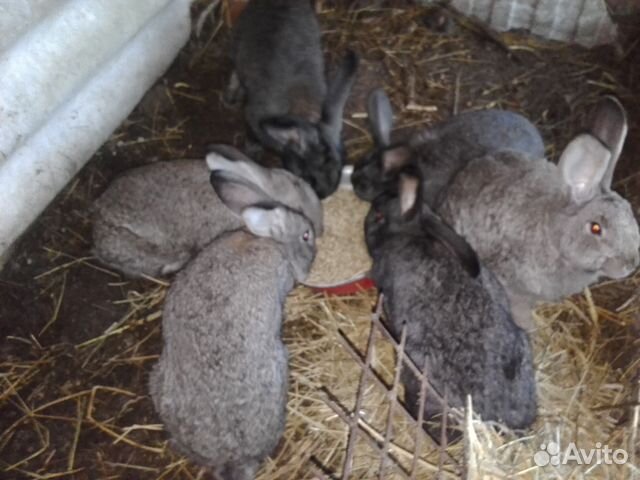 Кролики породы Немецкий Ризин