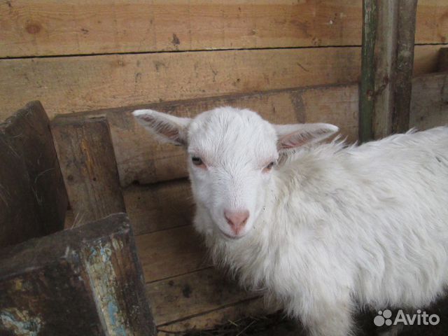 Козочки 2,5 месяца от хороших коз, 5 штук