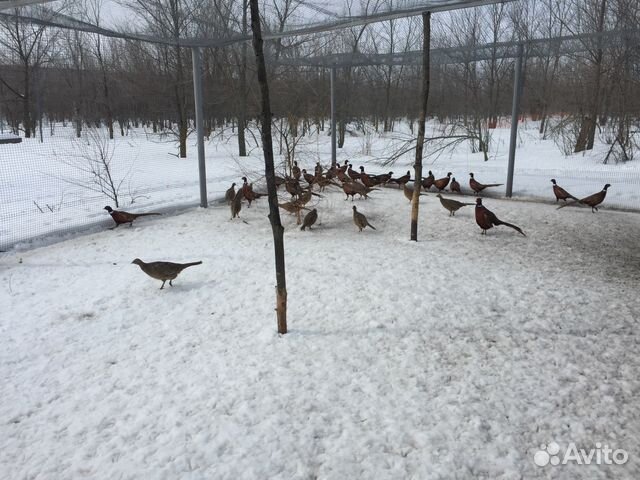 Фазан охотничий