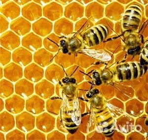 Пчелиные семьи с ульями